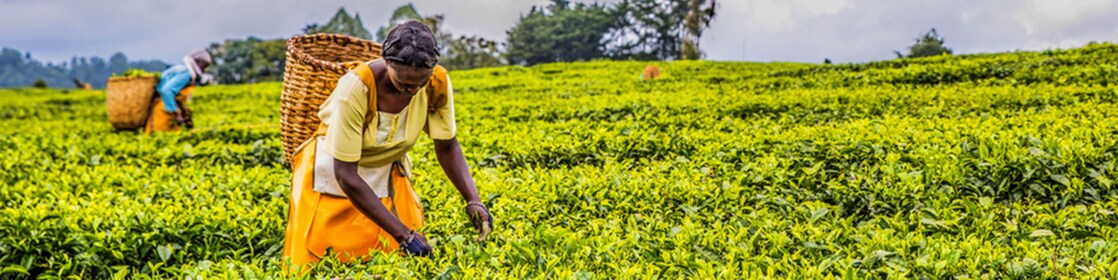 Agriculture | Shell Mauritius