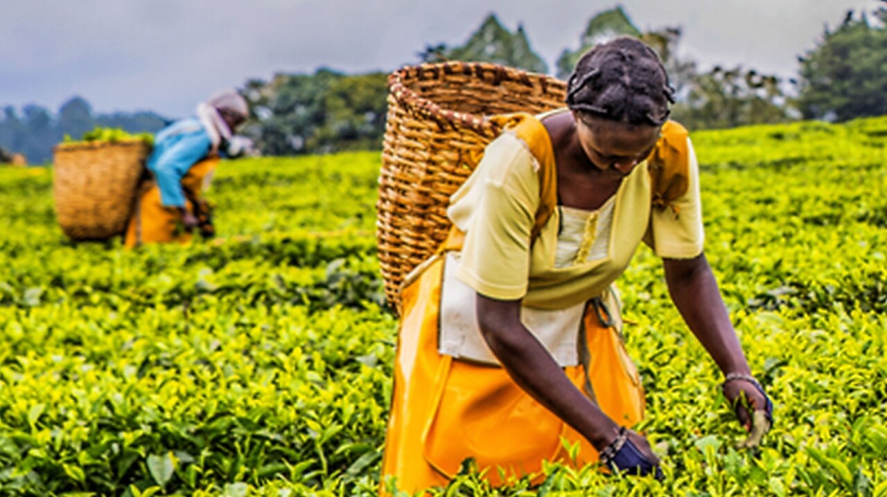 Agriculture | Shell Mauritius